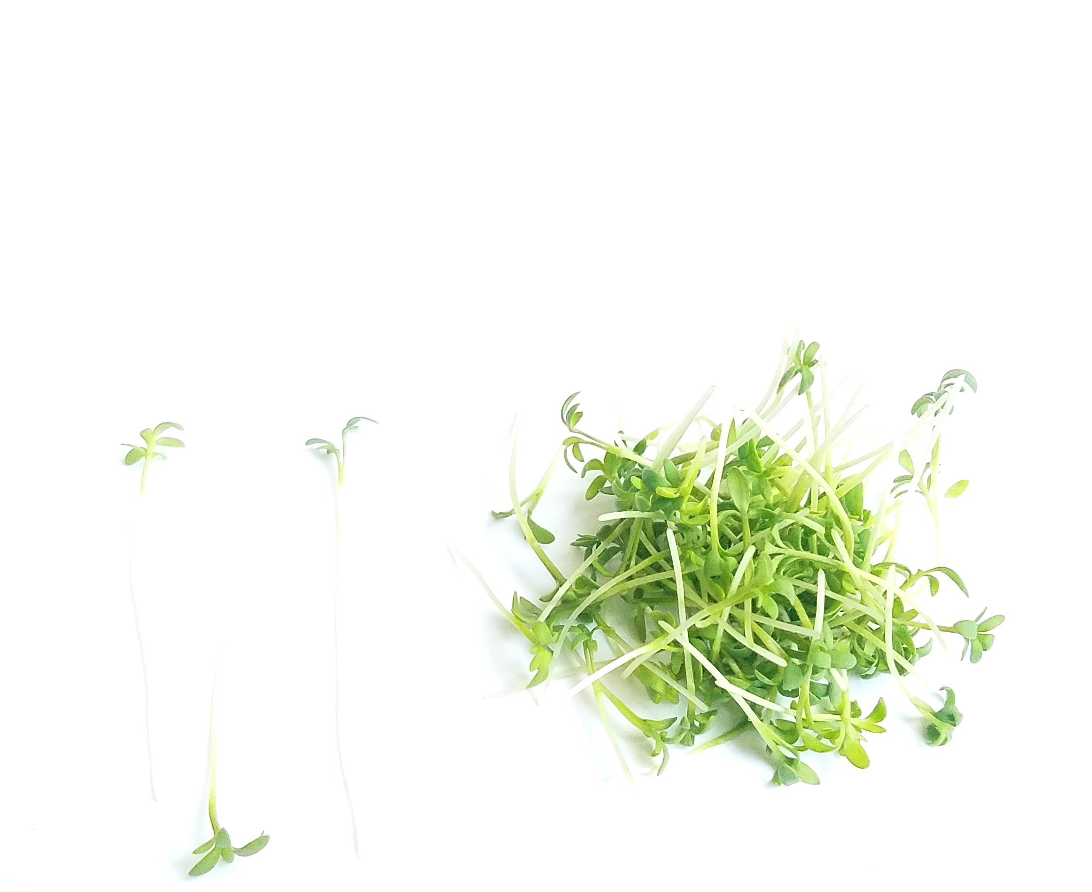MICROGREENS – Flora Vista Farms